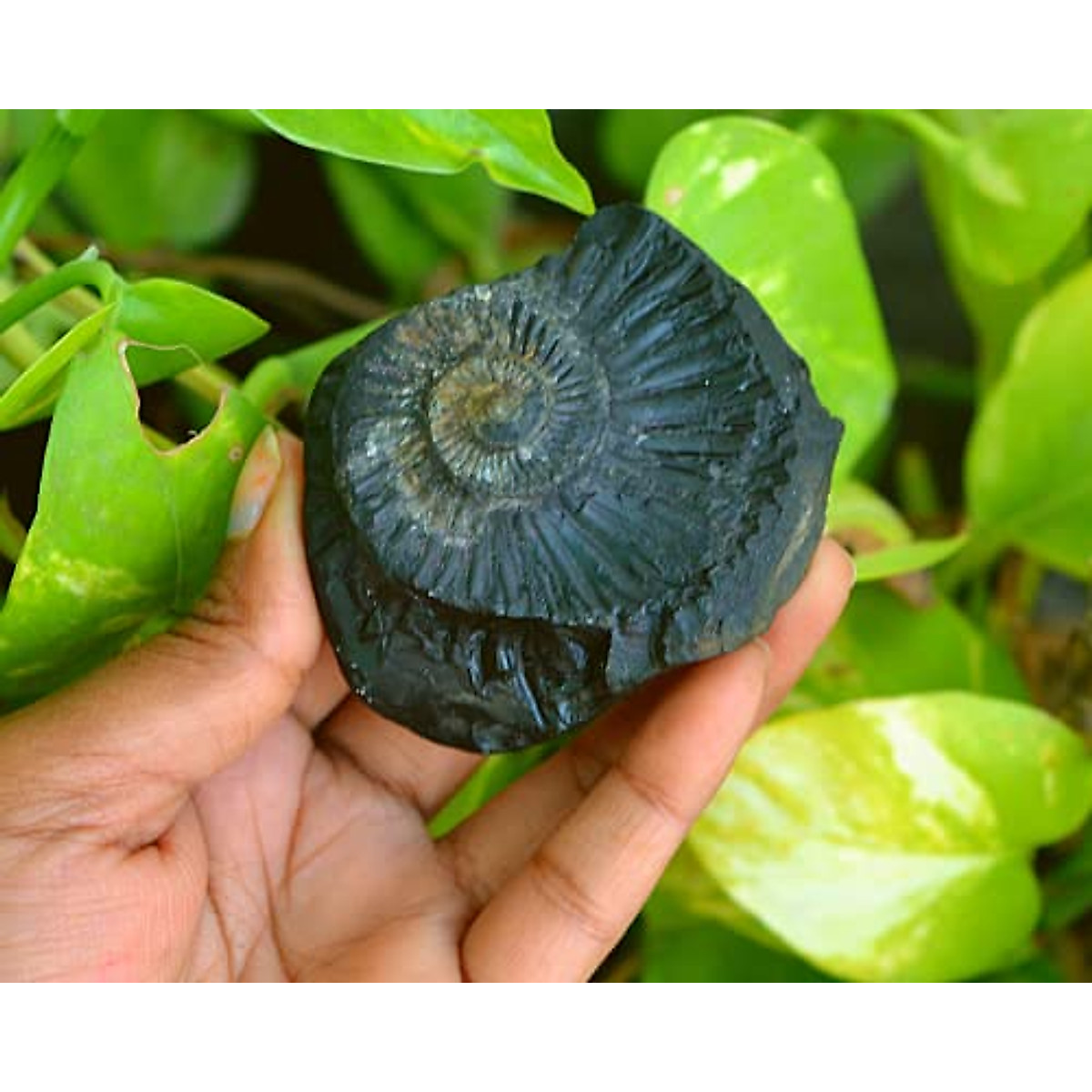 Shiva Lingam Shop 2.75"X2"inch Shaligram, Religious Gifts, Sudarshan Saligram Stone,Natural Shaligram Fossilized Shell, Iconic Symbol of The God Vishnu -I-6027