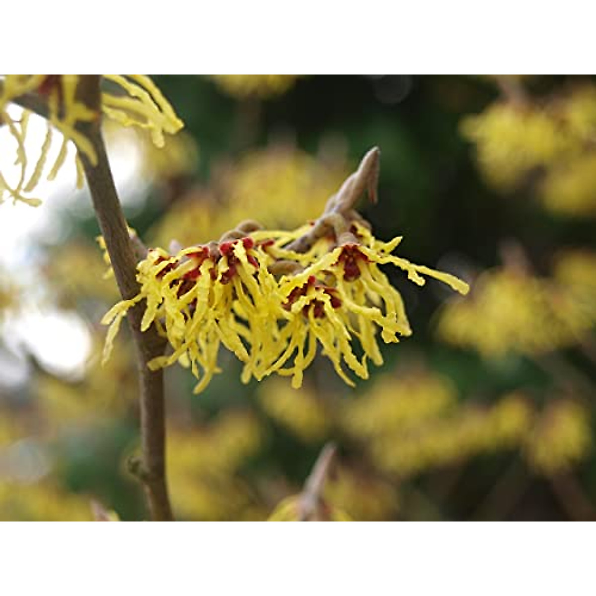 TriStar Plants - American Witch Hazel - 1 Gallon Trade Pot, 3'-4'ft Tall, Native, Hamamelis virginiana, Attracts Pollinators, Fast Growing Trees