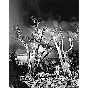 Whitebark Ghosts, 60 Lake Basin (#4)