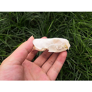 Racoon Dog Skull,Cat Skull,Coypu Skull,Muskrat Skull,Fox Skull,Raccoon Dog Skull,Mink Skull,Taxiderm Skull Specimen