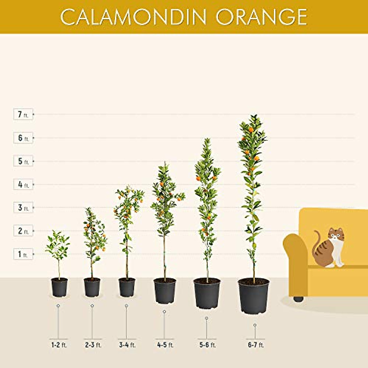 Brighter Blooms - Calamondin Orange Tree, 3-4 Ft. - Indoor/Outdoor Patio Citrus Trees, Ready to Give Fruit - Cannot Ship to FL, CA, TX, LA, OR, AL, and AZ
