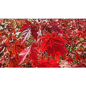 20+ Red Japanese Maple Tree Seeds Bonsai Acer palmatum Small Leaf