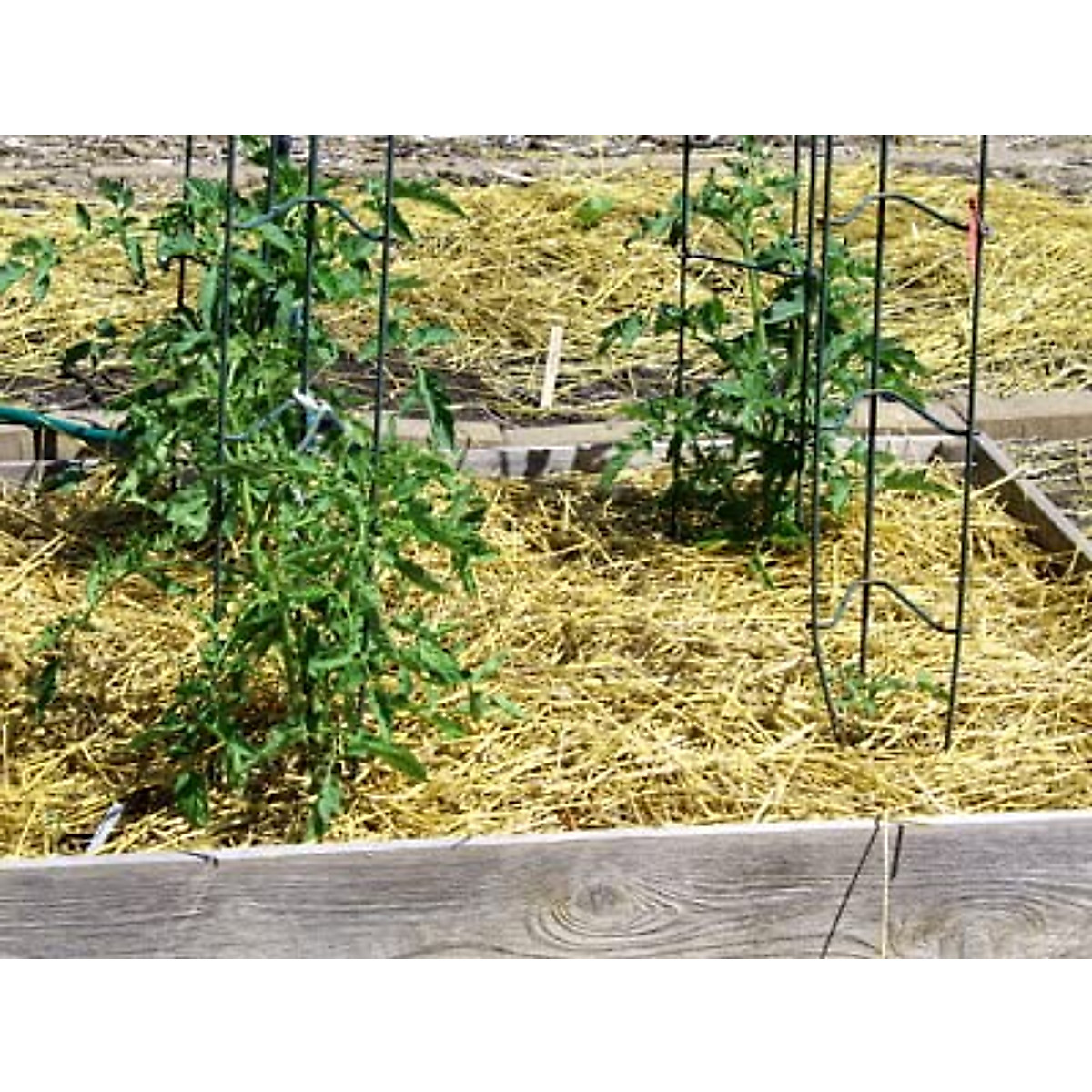 Premium 100% Natural Wheat Straw Grass Harvested 2022, Farmer Direct- Excellent Animal Bedding, Garden Cover, Mulch and Farm Wheat Straw 5lbs. Straw Shipped