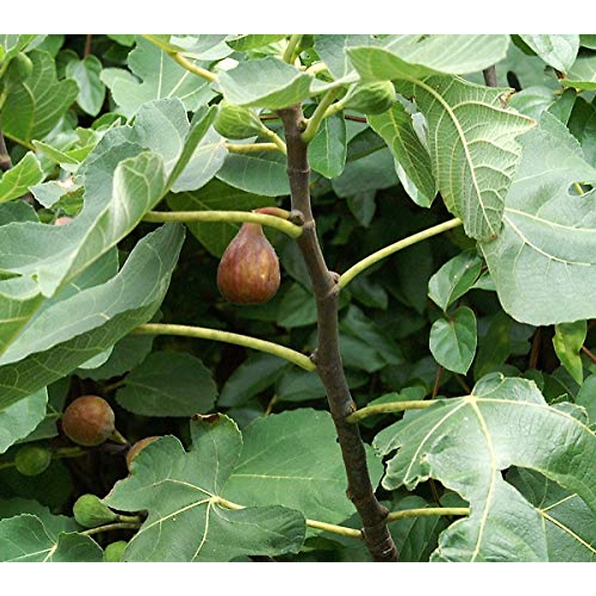2 Fig Trees Celeste Large Fig Fruit Plant 20 Inches Ornaments Perennial Garden Simple to Grow Pots