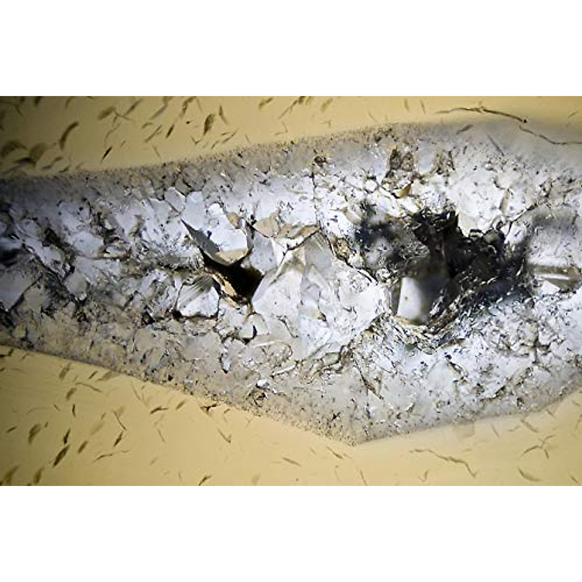 Swift S41-20 Professional Dissecting Binocular Stereo Microscope, WF10x WF20x Eyepieces, 10X 20X Magnification, 1X Objective, LED Lighting, Boom-Arm Stand