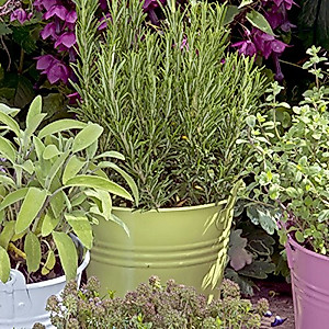 2 Live Potted Rosemary Herb Plants Grown in Quart Pots - Container Plant or for The Garden - Naturally Grown