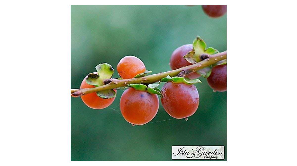 Buy Date Plum Persimmon Tree Seeds | Exotic & Rare Fruit Plants