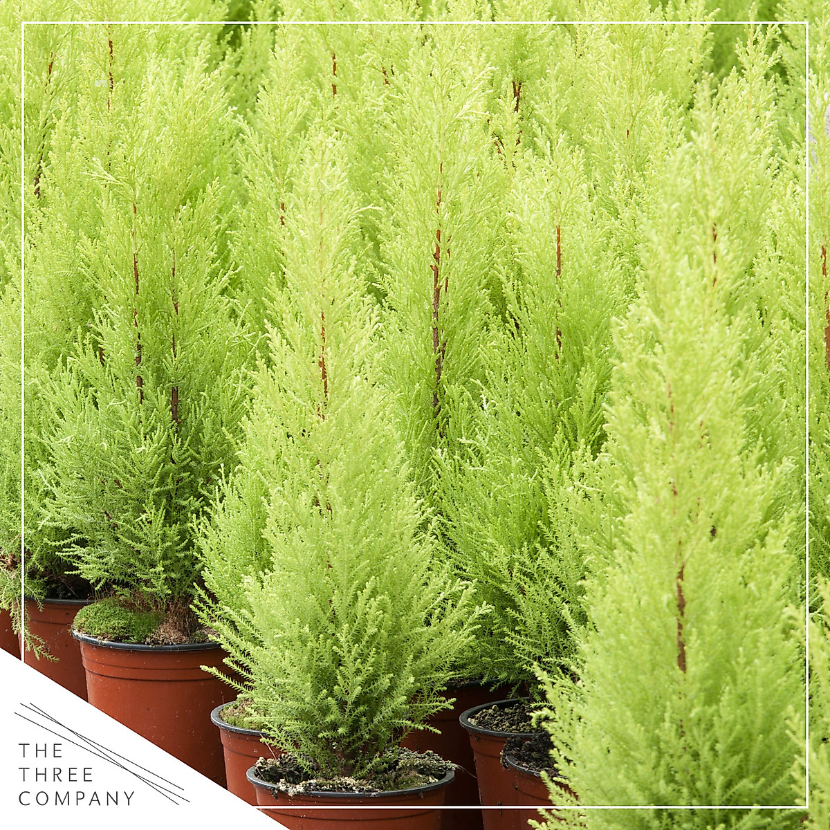 Live Lemon Cypress Tree - Tabletop Decoration - 12" Tall by 5" Wide in Deco Cover