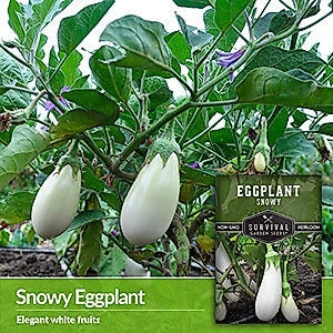 Survival Garden Seeds - Snowy Eggplant Seed for Planting - Packet with Instructions to Plant and Grow White Eggplant (Aubergine) in Your Home Vegetable Garden - Non-GMO Heirloom Variety