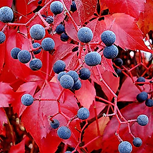 QAUZUY GARDEN Seeds- 100 Virginia Creeper Parthenocissus Quinquefolia Seeds, Fully Hardy, Fast-Growing