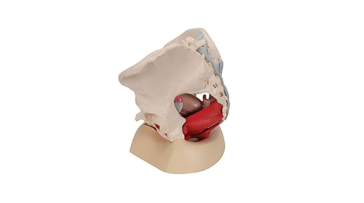3B Scientific Female Pelvis Model w/ Ligaments | 4 Part
