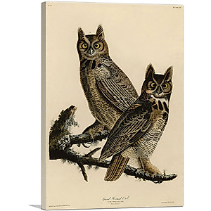 ARTCANVAS Great Horned Owl Canvas Art Print Stretched Framed Painting Picture Poster Giclee Wall Decor by John James Audubon - 12" x 8" (0.75" Deep)