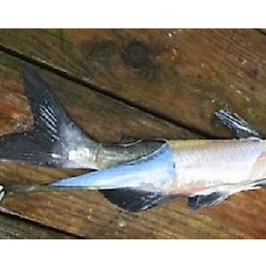 Myron Mixon Pit-Master Professional BBQ Rib Skinner Rib Membrane Removal Tool Pliers