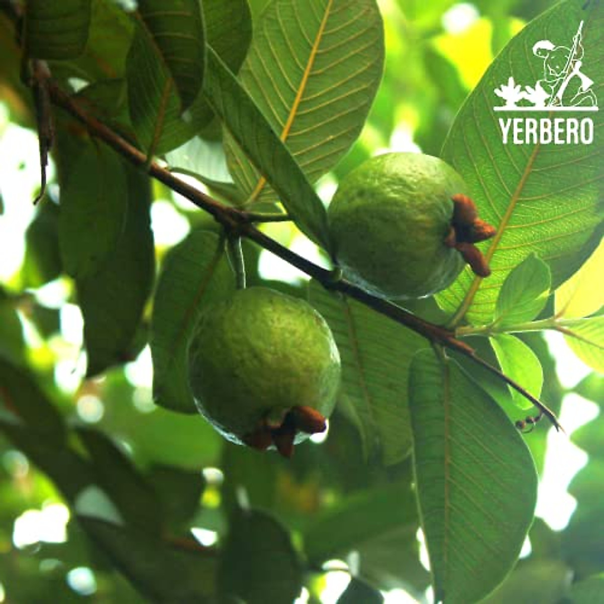 Yerbero - Hoja De Guayaba Entera (.75 oz - 22gr) Whole Dried Guava Leaf | 100% All Natural Delicious| 20+ Servings | From Mexico.