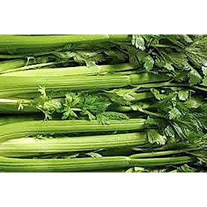 Celery Seed, Tendercrisp, 25 Seeds, Heirloom, Non GMO, for Gardening