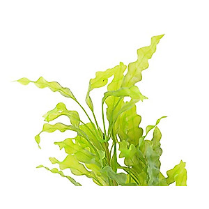 CNZ Aquarium Decor Fish Tank Decoration Ornament Artificial Plastic Plant 17.5-inch Java Fern, 2-Pack
