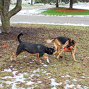 Jalousie 5 Pack Value Bundle Dog Toys Assortment Dog Plush Toys Dog Squeaky Toys Assortment Puppy Pet Mutt Dog Toy Dog Squeak Toy for Medium Large Dogs