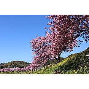 Canon DSLR camera EOS 8000D body 24.2 million pixels EOS8000D [International Version, No Warranty]