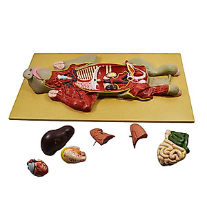 Premium Model Pig Dissection - Eisco Labs