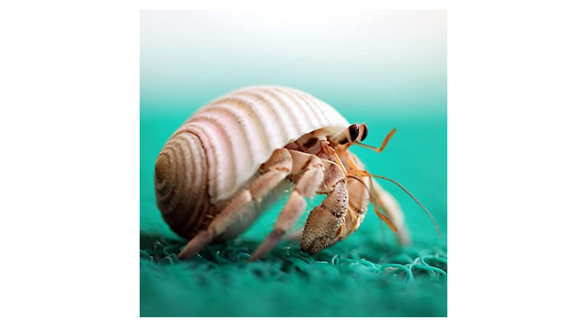 Natural 15PCS Hermit Crab Shells for All Sizes