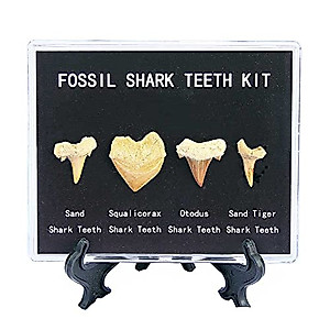 SUNNYHILL Shark Teeth Fossils Specimen Shark Gifts Real Prehistoric Shark Tooth Set for Education and Collection