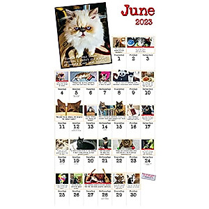 Bad Cat Wall Calendar 2023: Celebrating the Misfits of the Feline World