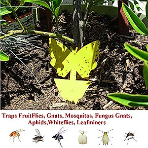 5 Pack - Sticky Yellow Butterfly Bug Traps for - Fruit Fly, Gnat Trap, White Flies, Mosquito, Fungus Gnats, Flying Insects Indoor/Outdoor Use