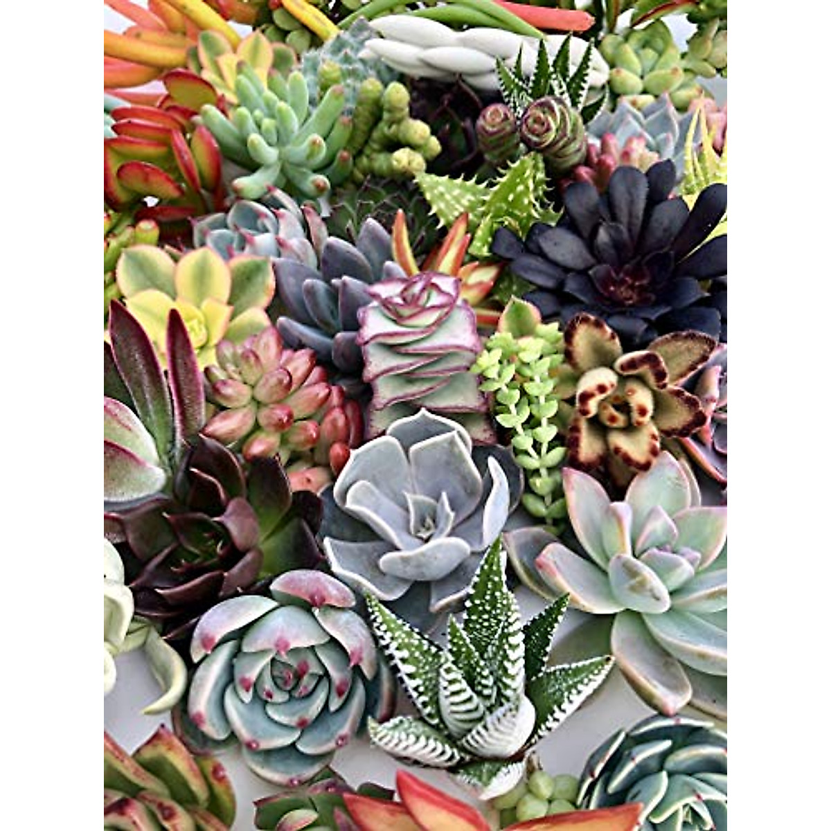 10 Assorted Live Succulent Cuttings, No 2 Succulents Alike, Great for Terrariums, Mini Gardens, and as Starter Plants by The Succulent Cult
