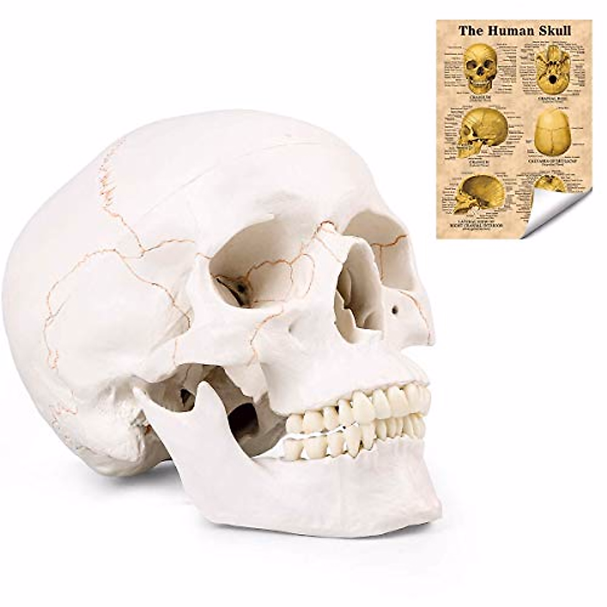 Life Size Human Skull Head Model - Human Skull Anatomical Model Medical Quality, Detached Mandible and Skull Cap - 3 Parts