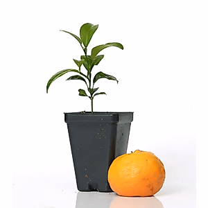 Gerald Winters and Son Satsuma Mandarin Tree Starter Plant. Citrus unshiu. 3'' - 5''