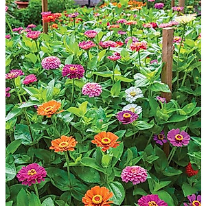 Burpee Giant Flowered Mixed Colors Zinnia Seeds 375 seeds