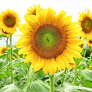 Sunflower Seeds - Black Oil Microgreen - 5 Pounds - Yellow Flower Seeds, Open Pollinated Seed Attracts Bees, Attracts Butterflies, Attracts Hummingbirds, Attracts Pollinators