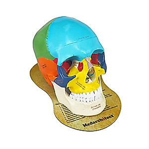 Upgraded Life Size Human Colored Head Skull Anatomical Model with Newest Laser-Etched Fonts and Skull Diagram Mouse Pad for Medical Student Human Anatomy Study Course Demonstration, Teaching