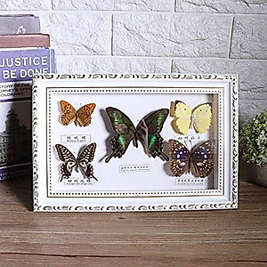 xianshi Butterflies Specimen, Home Ornament 7.7 * 11.6 * 1.6 in 5pcs Butterflies Real Butterflies Specimens Home Decor Specimen, Birthday Gift for Friends Colleagues(White Box)