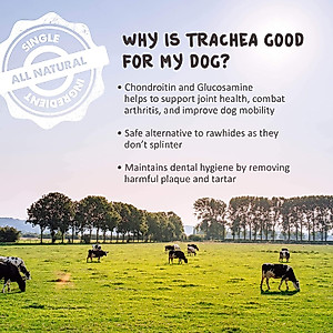 Downtown Pet Supply - Beef Trachea Dog Treats - Bully Sticks Alternative - Dog Dental Treats & Rawhide-Free Dog Chews - Glucosamine, Chondroitin, Protein, Vitamins & Minerals - 3in - 18Ct