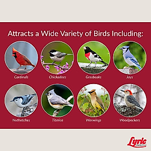 Lyric Fruit and Nut Wild Bird Seed - High Energy Wild Bird Food Mix - Attracts Woodpeckers, Chickadees & Other Songbirds - 5 lb bag