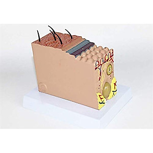Educational Model Human Anatomy Skin Tissue Structure Enlarged Model Skin Hierarchy Model Simulation Stereo Skin Model Block for Medical Education Teaching Plastic Surgery