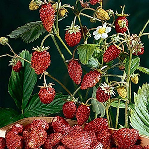 David's Garden Seeds Fruit Strawberry Mignonette 4357 (Red) 50 Non-GMO, Heirloom Seeds