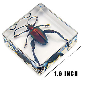 6 PCS Resin Insect Specimen Set, Butterfly, Jewel Frog Beetle, Silk Moth, Chafer, Stinkbug, Wasp, Science Education Toy for Kids