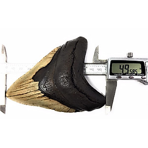 Deep Sea Fossils Exact Tooth - Genuine One-of-a-Kind Prehistoric Fossilized Megalodon Shark with a Custom 3D-Printed Stand and Glossy 8-1/2inches x 11inches Certificate of Authenticity (4.958inches)