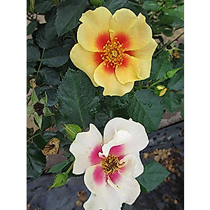 Proven Winners ROSPRC2047800 Ringo Rose Live Shrub, 4.5 in. Quart, Yellow & Pink Flowers