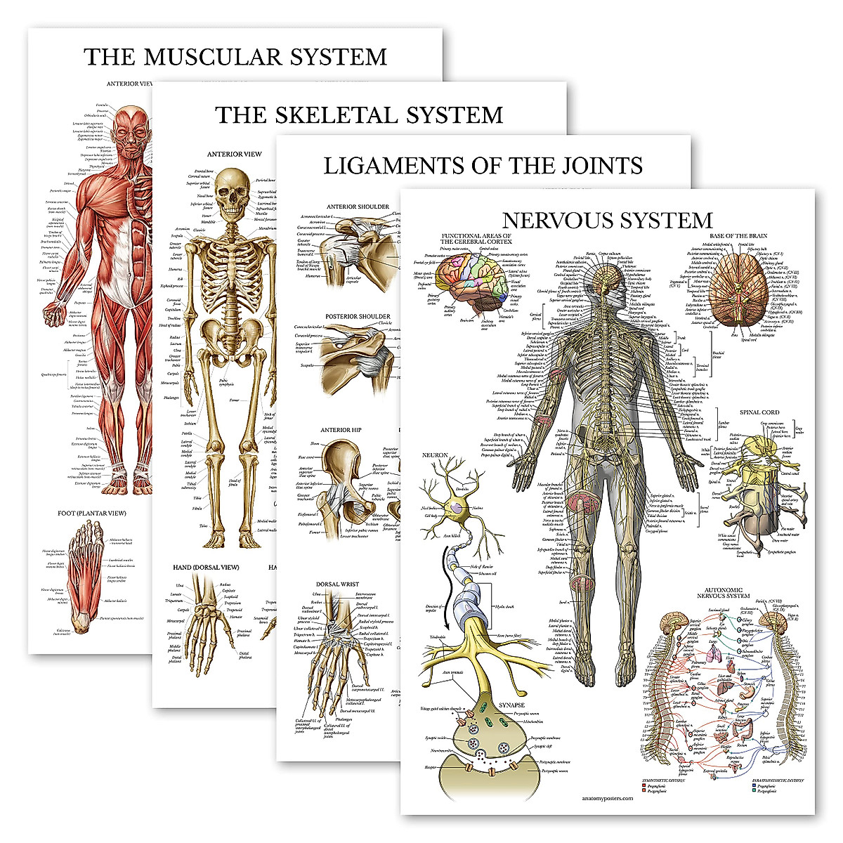 Palace Learning 4 Pack - Anatomical Poster Set - Laminated - Muscular, Skeletal, Ligaments of the Joints, Nervous System - Anatomy Chart Set (LAMINATED, 18” x 24”)
