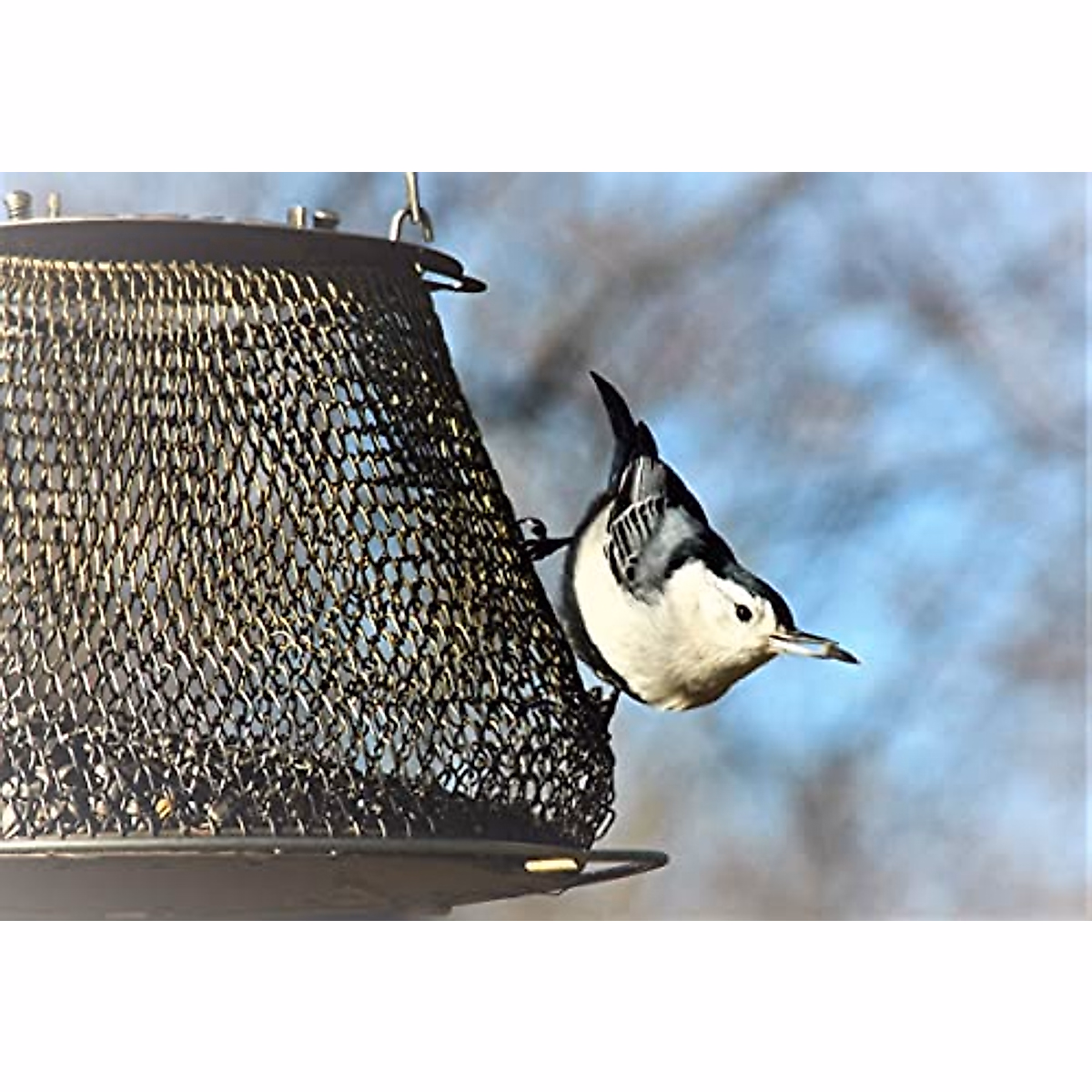 Prairie Melody(TM) Premium Black Oil Sunflower Bird Seed, Pesticide Free, 12-Pound Bag