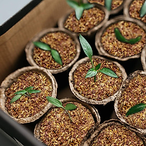 100% Natural Cedar Chips | Mulch | Great for Outdoors or Indoor Potted Plants | Dog Bedding | Pleasant Earthy Smell 8 Quarts