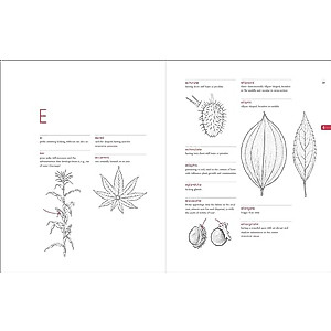 A Botanist's Vocabulary: 1300 Terms Explained and Illustrated (Science for Gardeners)
