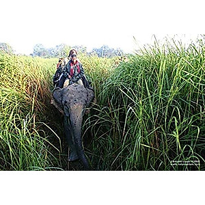 Elephant Grass Seeds - Tallest Grass in The World - Ships from Iowa, Made in USA (500 Seeds)