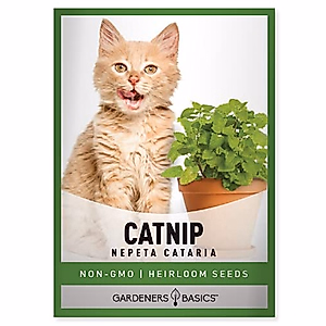 Gardeners Basics Catnip Seeds for Planting is A Heirloom, Non-GMO Herb Variety- Nepeta Cataria Herb Seeds Great for Indoor and Outdoor Gardening and Cats