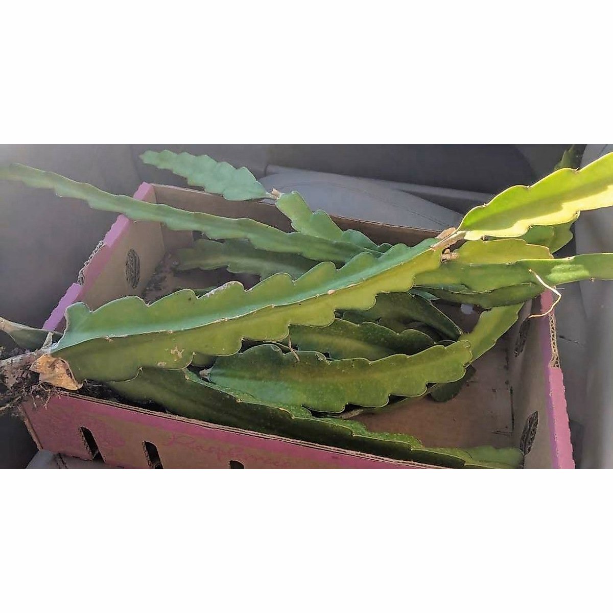 2 Healthy RED Dragon Fruit Plant Vine Cuttings Pitahaya 10 Inch Cutting