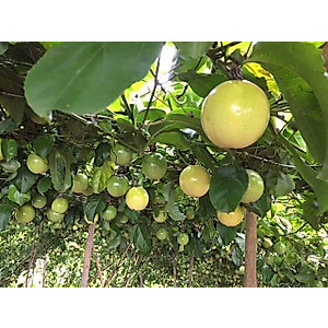 25 Yellow Passion Fruit Tree Seeds for Gardening Indoor, Ornaments Perennial Garden Simple to Grow Pot