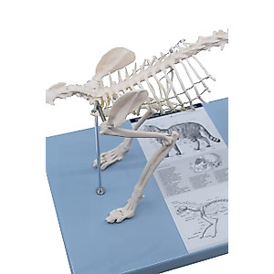 Adult Cat Skeletal System, Anatomical Model, 8.25" Tall - Life Size Domestic Shorthair - Medical Quality, Mounted to Base - Eisco Labs
